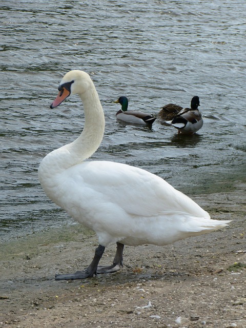 Cisne Branco Agua - Foto gratuita no Pixabay - Pixabay