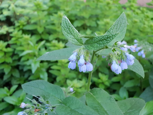Flowers Leaf Nature Plant - Free photo on Pixabay