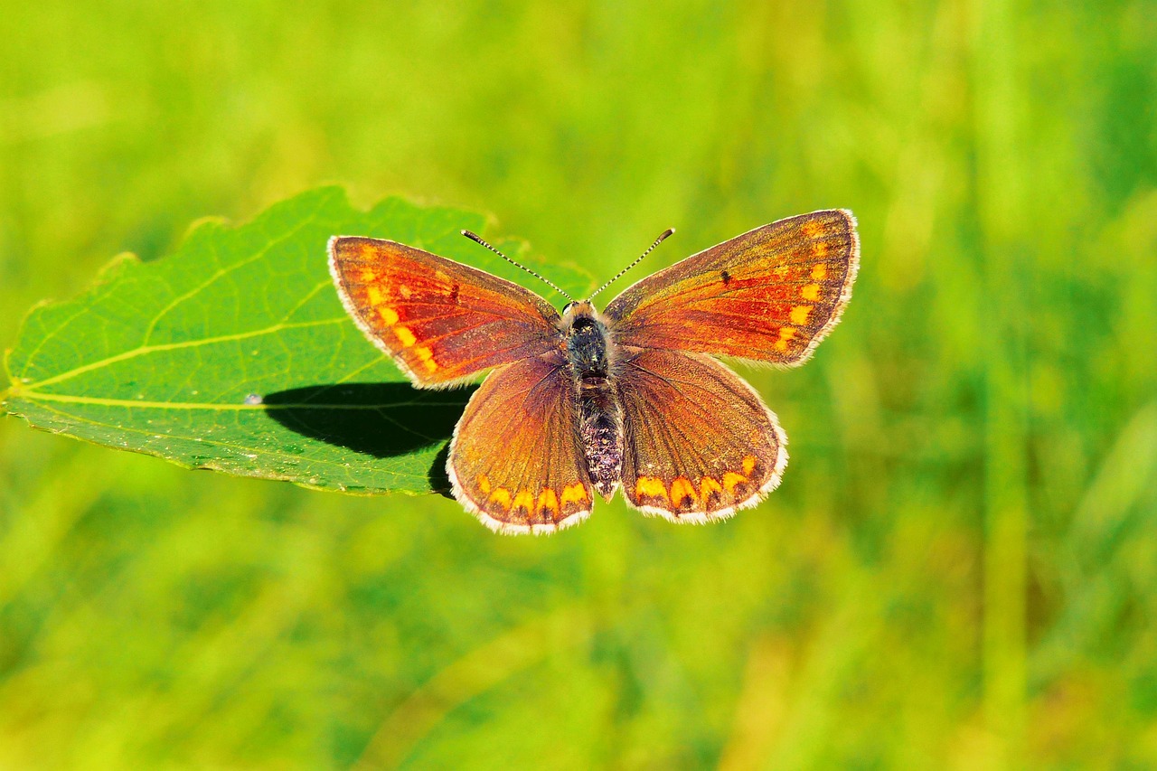 Animales Los Invertebrados Insecto - Foto gratis en Pixabay