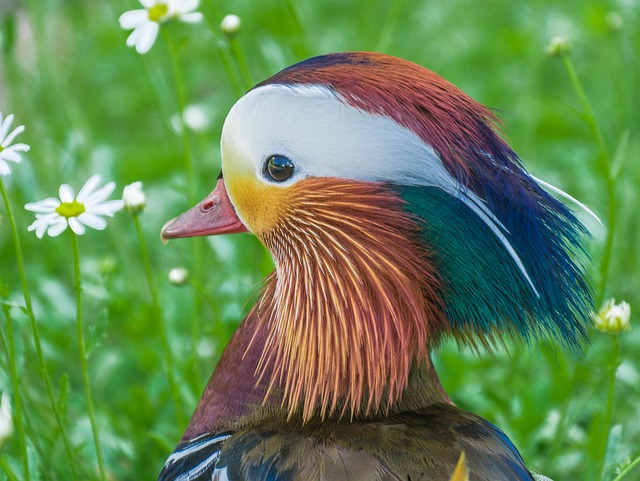 Patos Mandarín Entel Animal - Foto gratis en Pixabay - Pixabay
