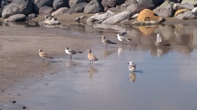 Aves Playa Mar - Foto gratis en Pixabay - Pixabay