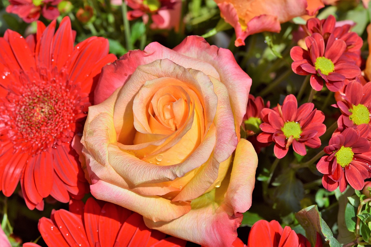 Mawar Bunga Merah Muda - Foto gratis di Pixabay - Pixabay