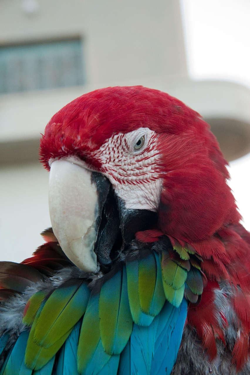 Plus de 4 000 photos gratuites de Parrots et de Nature - Pixabay