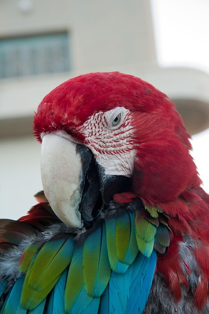 6,000以上の無料Parrot Esterel&自然画像 - Pixabay