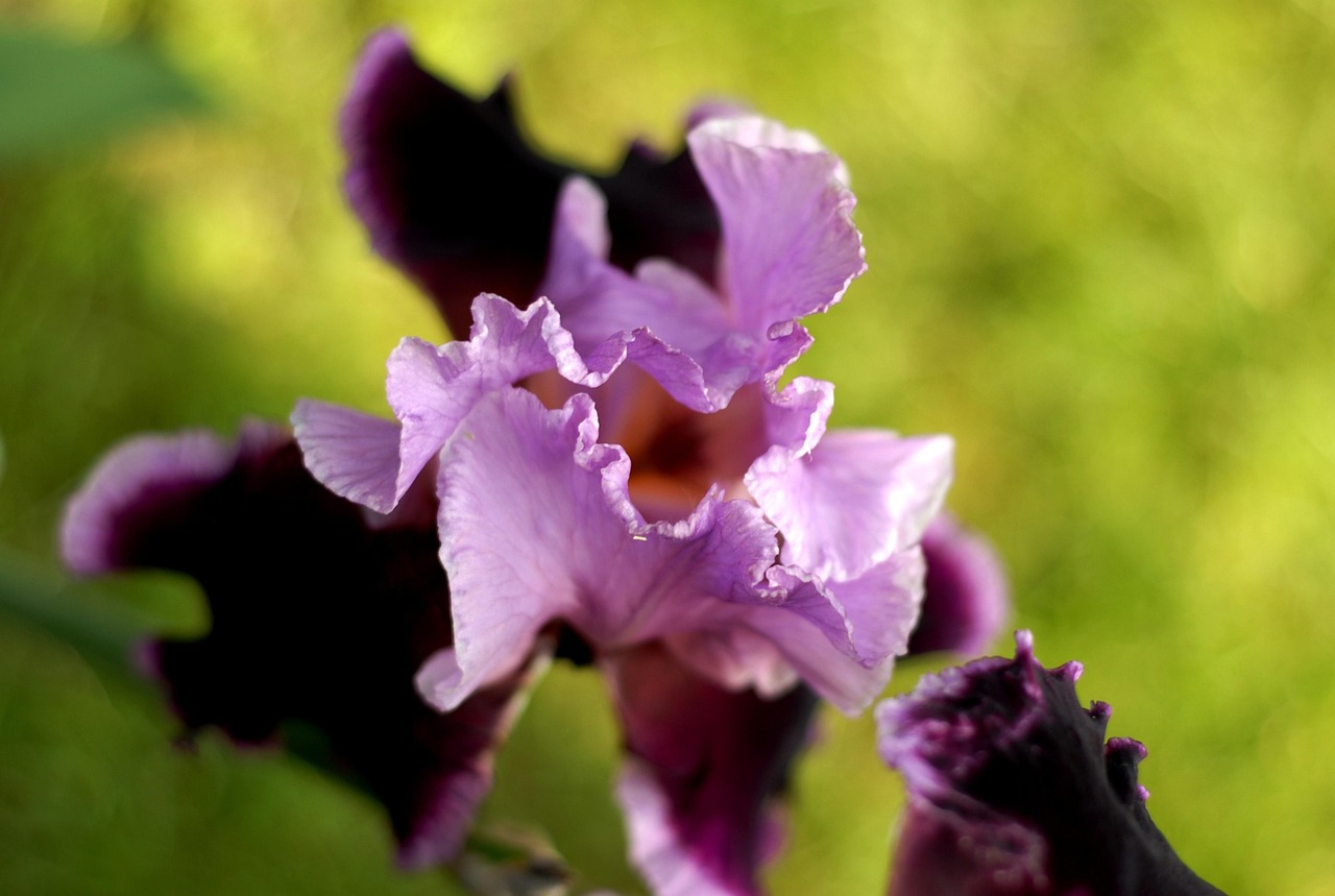 Jardins Floraison Iris Des Nuances - Photo gratuite sur Pixabay - Pixabay