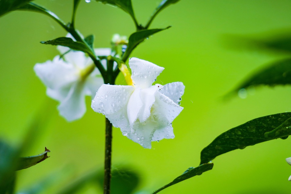 Dog Tooth Flower Leaf Nature - Free photo on Pixabay - Pixabay