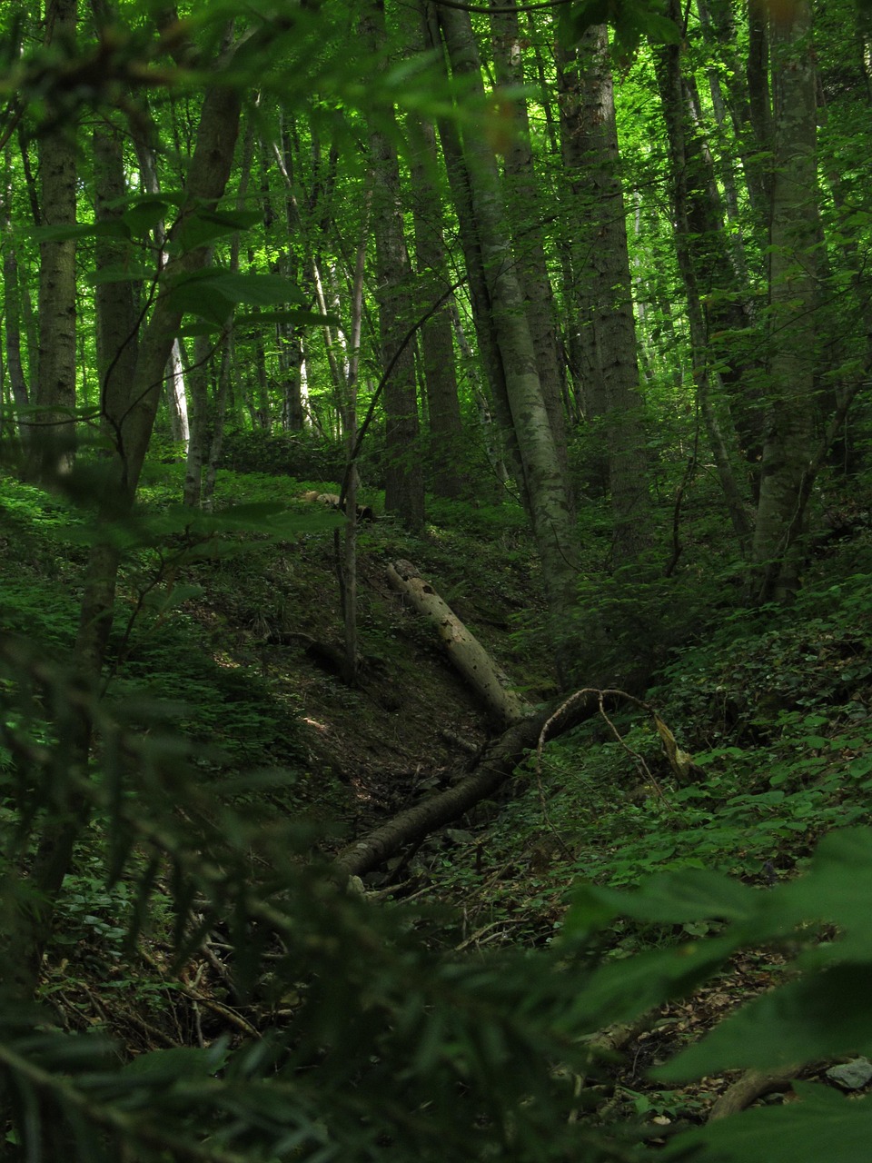 Bosque Verde Natural - Foto gratis en Pixabay - Pixabay
