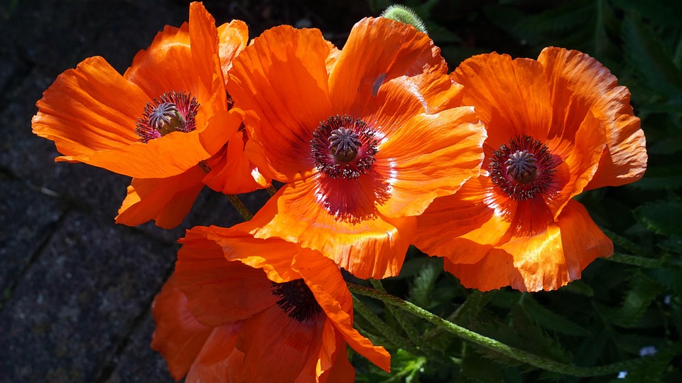 Poppy Flower Blossom - Free photo on Pixabay