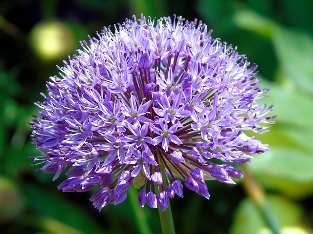 Cebolla Florecer Flor - Foto gratis en Pixabay - Pixabay