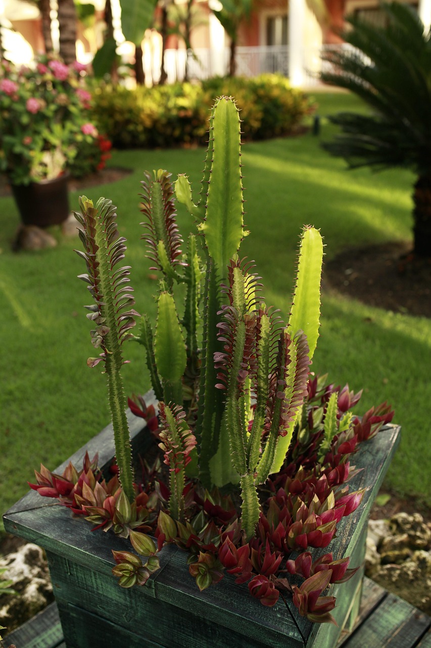Cacti Hotel - Free photo on Pixabay - Pixabay