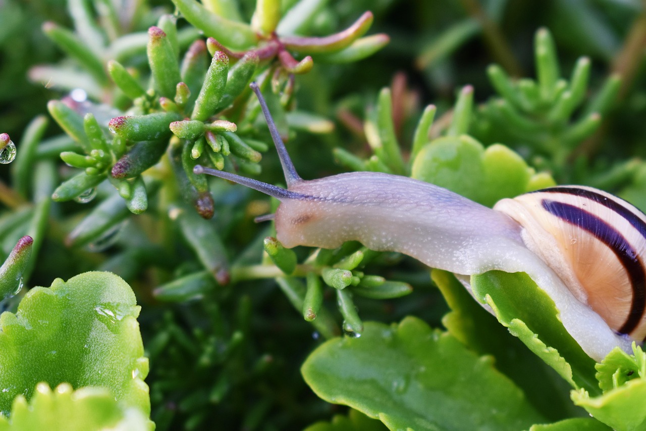 Snail Garden Slow Green - Free photo on Pixabay - Pixabay