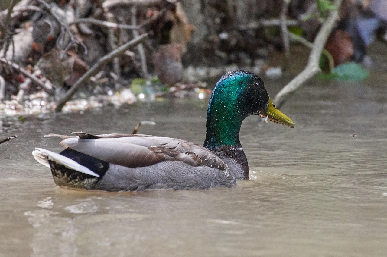 Pato Agua Ave Acuática - Foto gratis en Pixabay - Pixabay
