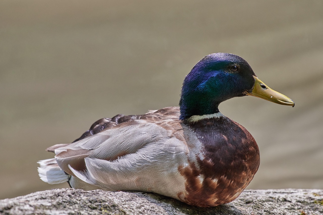 Pato Agua Ave Acuática - Foto gratis en Pixabay - Pixabay
