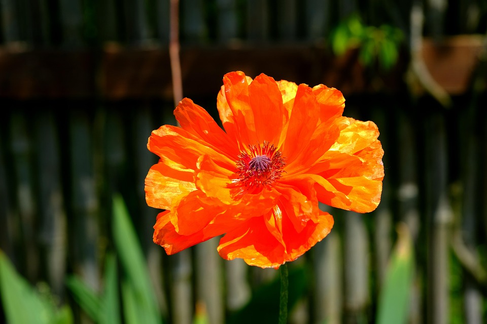 Pavot Fleur De · Photo gratuite sur Pixabay