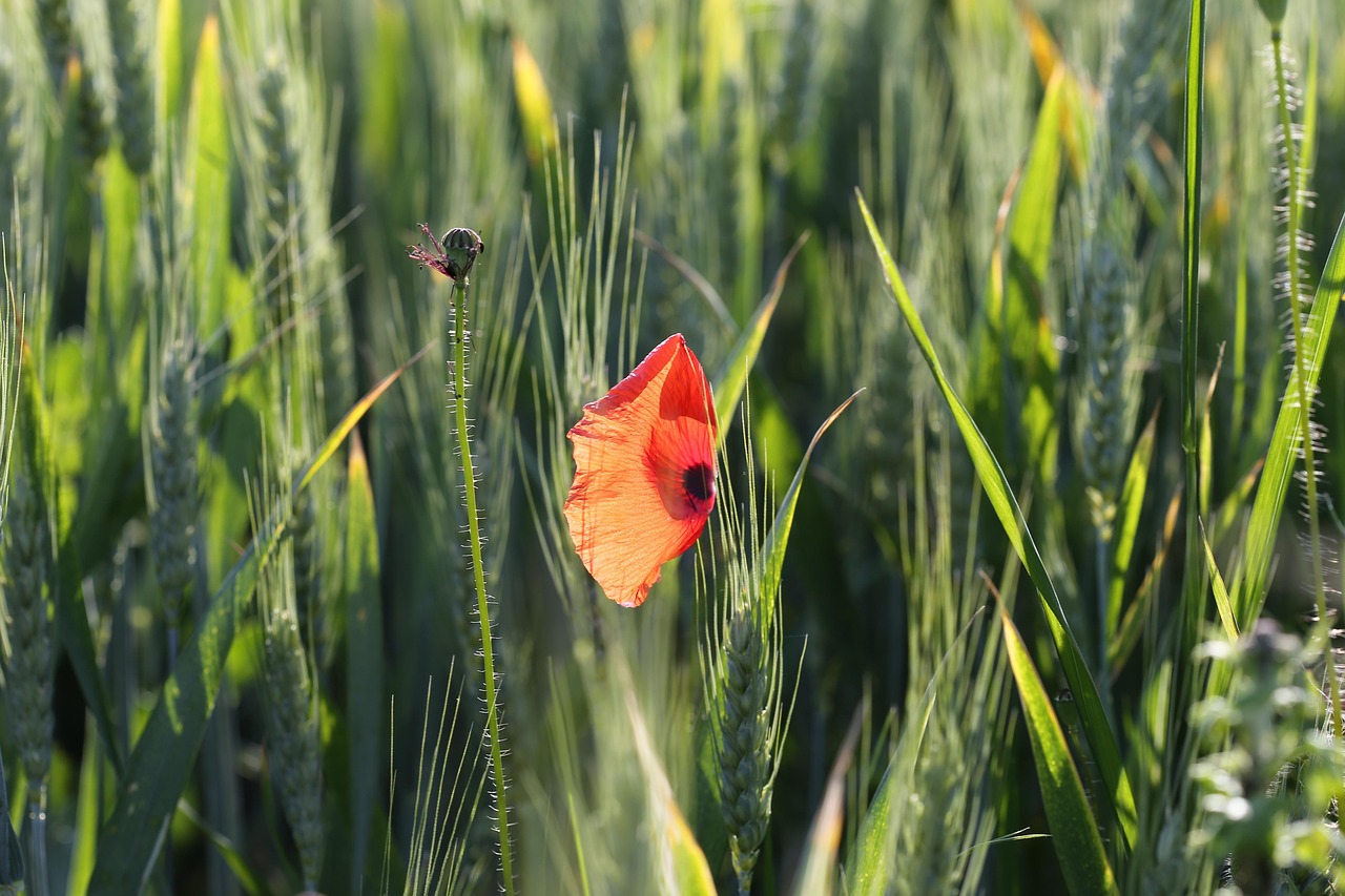 Roter Mohn Im Weizenfeld Pflanze - Kostenloses Foto auf Pixabay - Pixabay