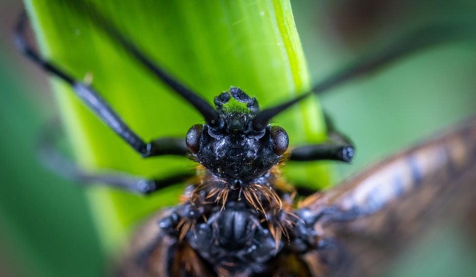 Insect Portret Macro - Gratis foto op Pixabay - Pixabay