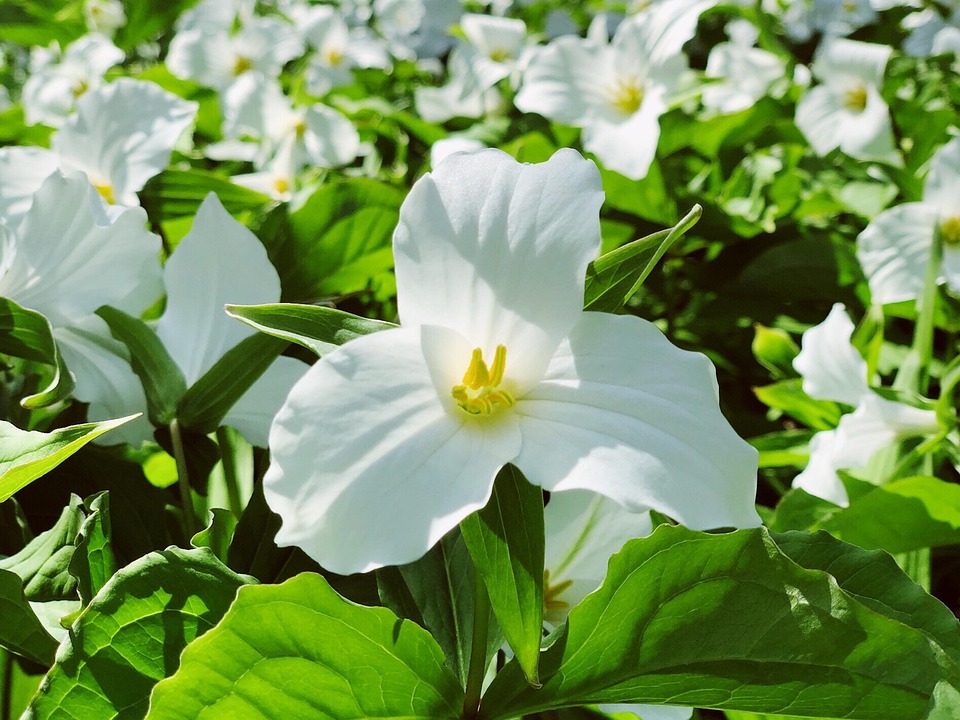 Trillium Flower Wildflower - Free photo on Pixabay - Pixabay