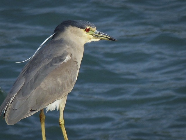 Heron Animals Nature - Free photo on Pixabay - Pixabay