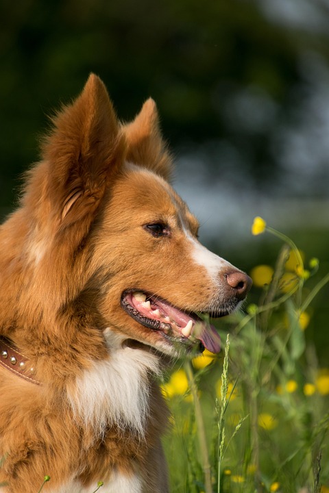 Hund Portrait Wiese - Kostenloses Foto auf Pixabay