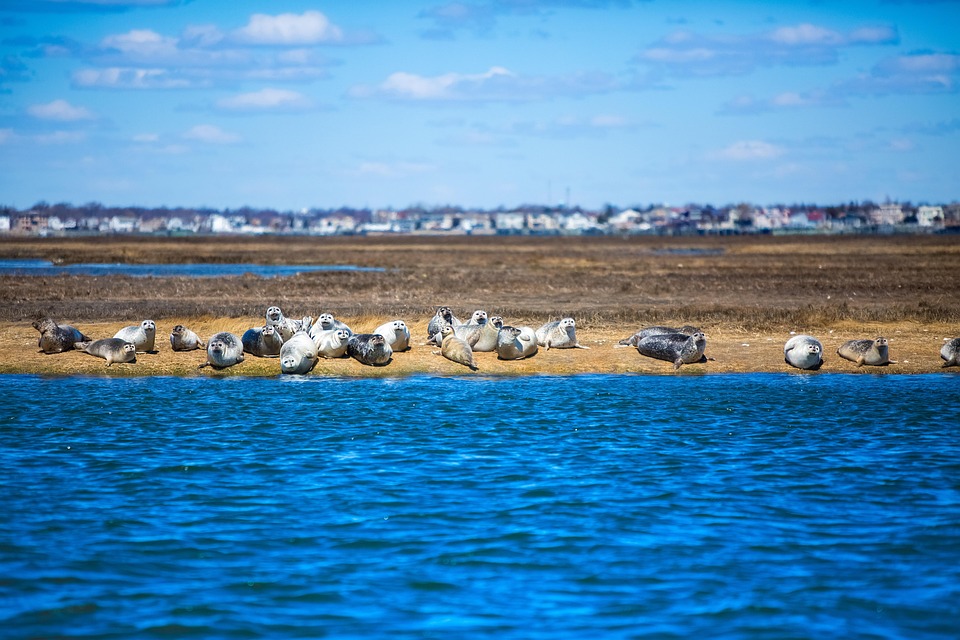 Navy Seals Ocean - Free photo on Pixabay