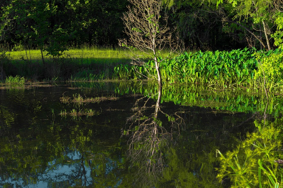 Bayou Reflection Green - Free photo on Pixabay
