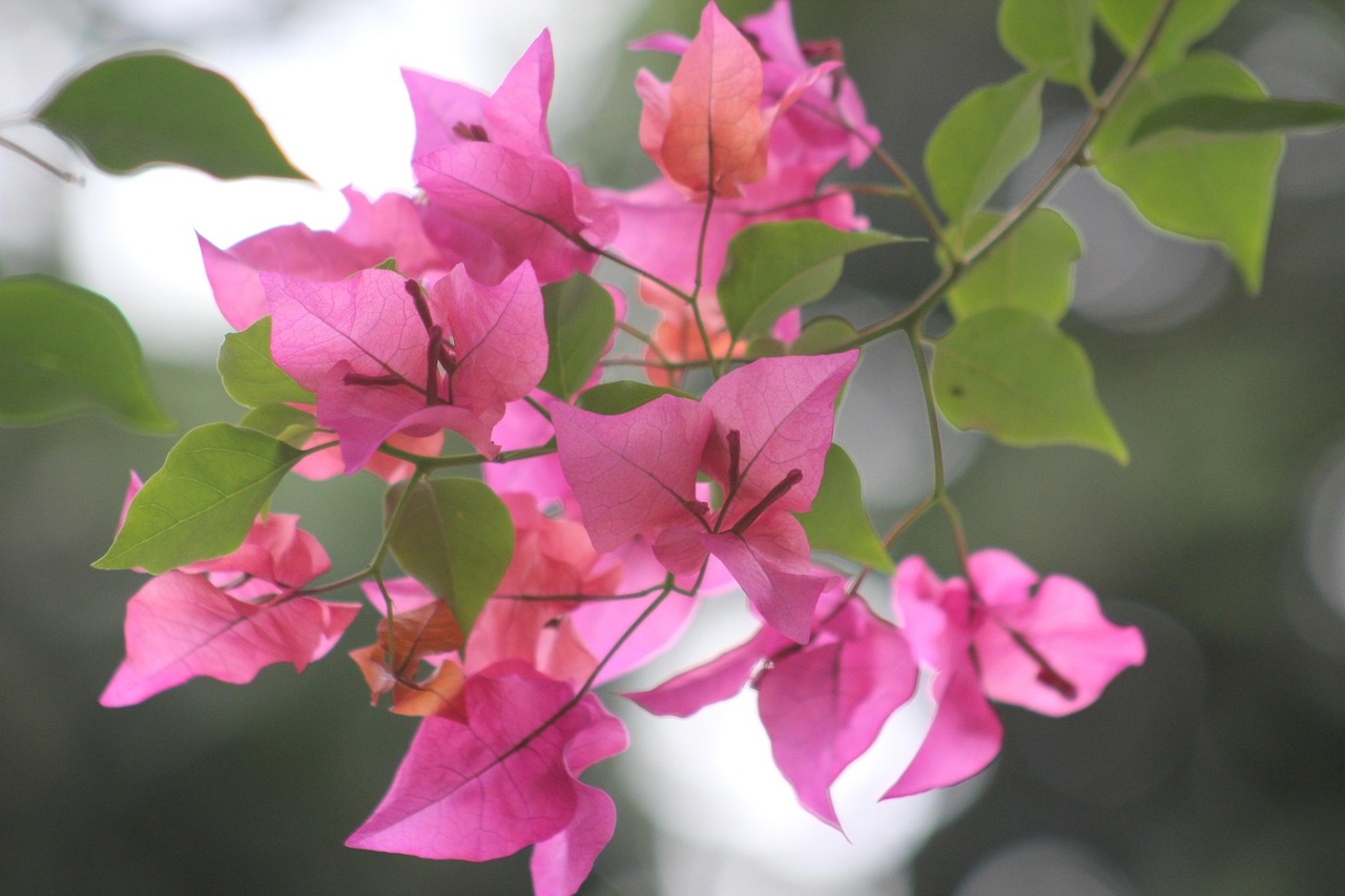Bunga Kebun Warna Merah - Foto gratis di Pixabay