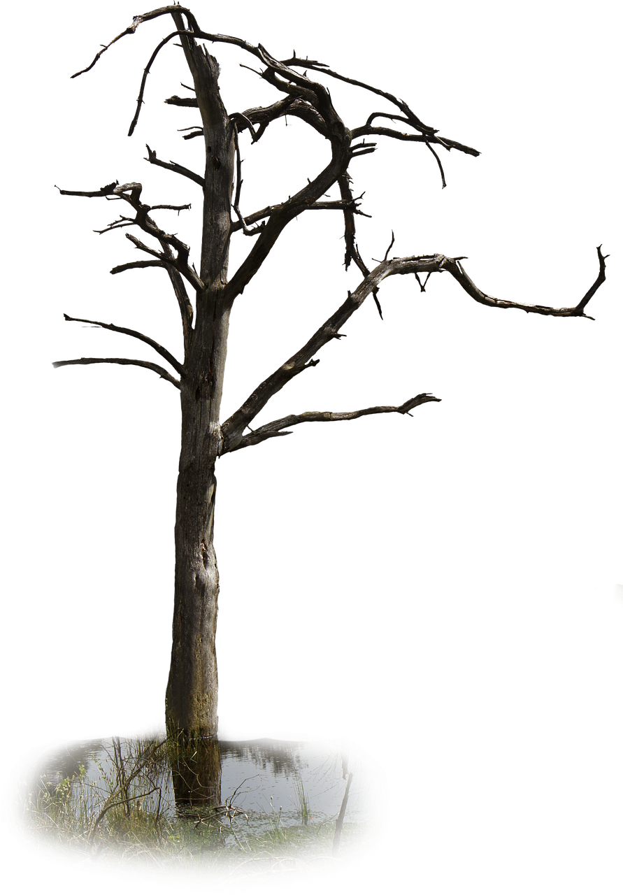 Tree Aesthetic Nature - Free photo on Pixabay
