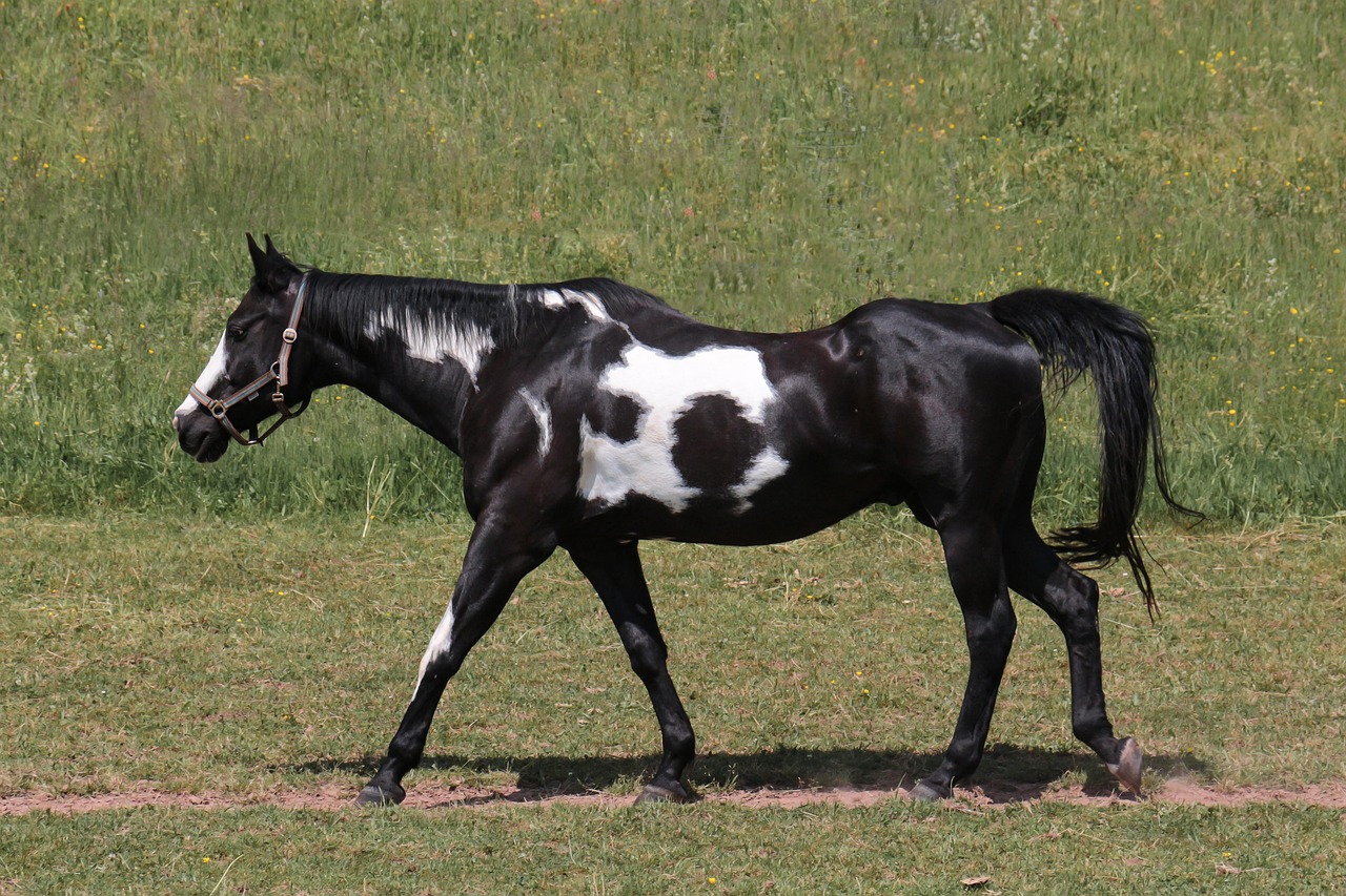 Horse Animal Wildlife - Free photo on Pixabay