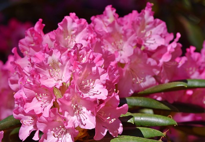 1,000+ Free Rhododendron & Bloom Images