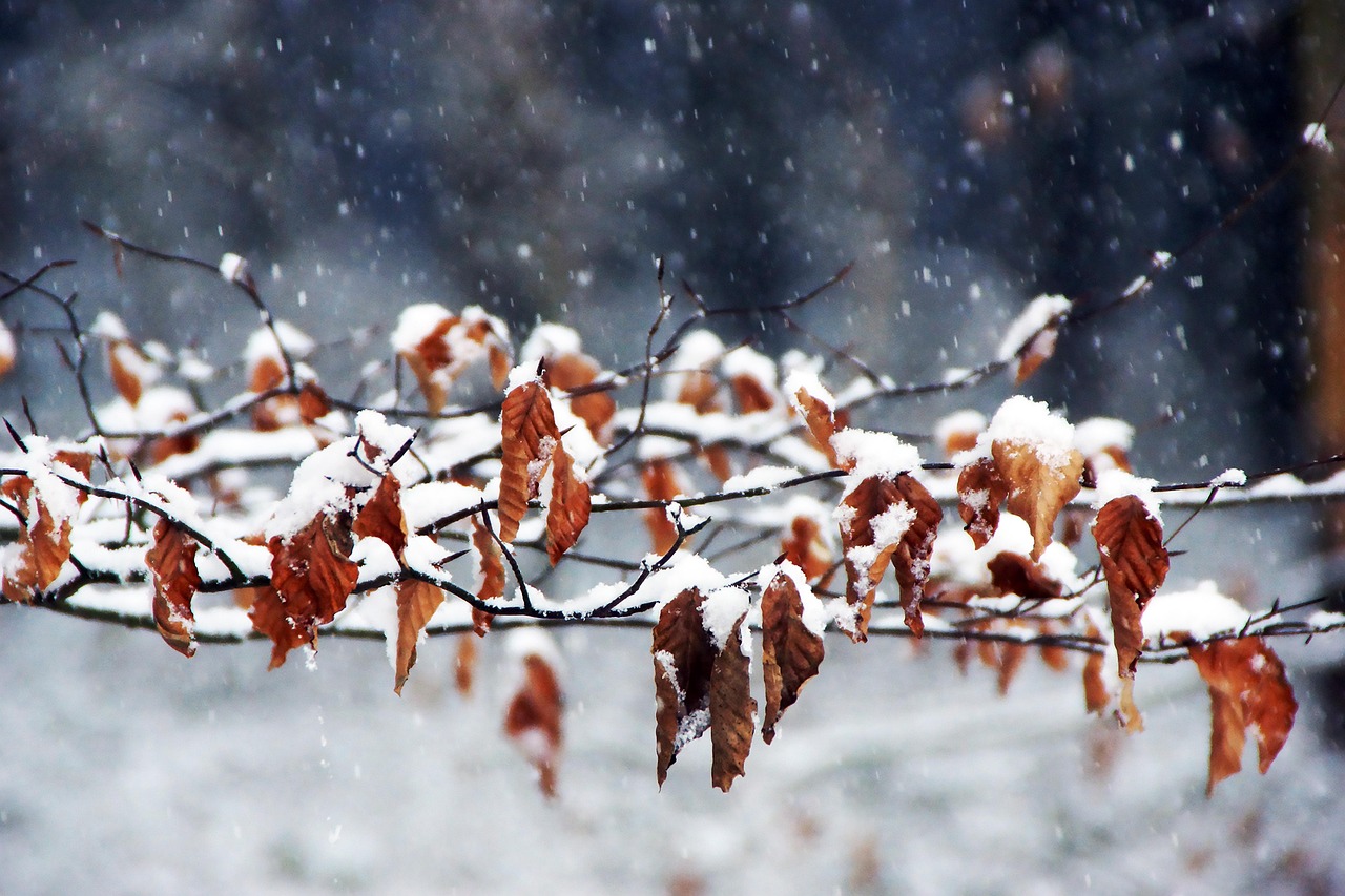 Winter Fall Wintry - Free photo on Pixabay