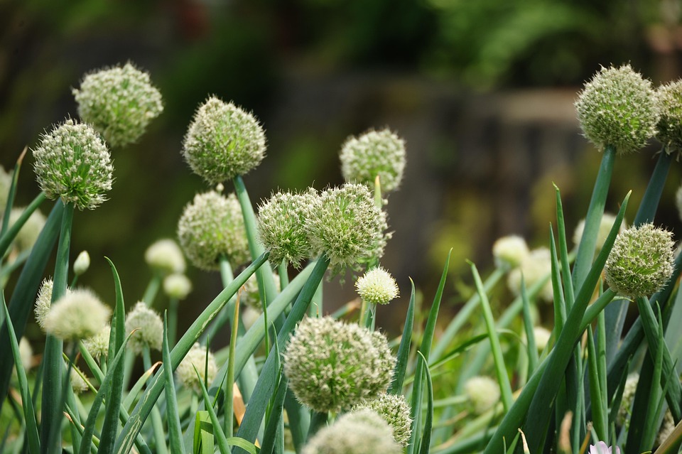 Oignons Printemps Vert - Photo gratuite sur Pixabay - Pixabay