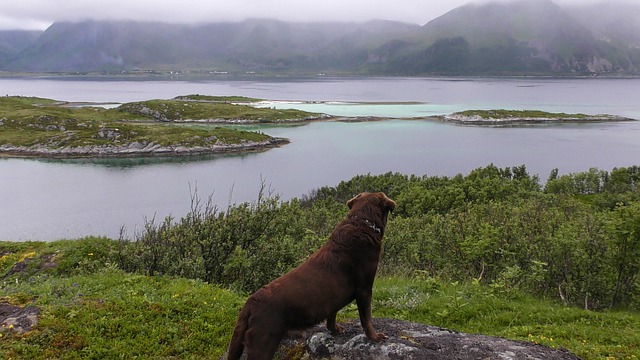 Norway Dog Lofoten - Free photo on Pixabay - Pixabay