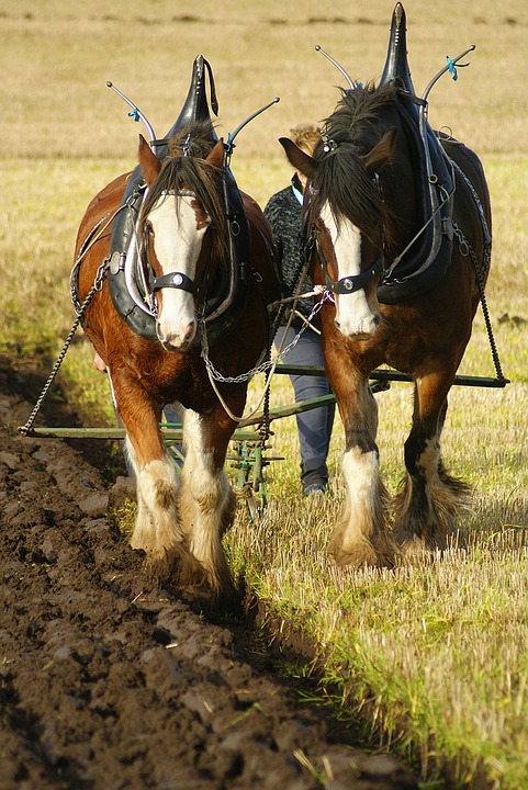 Labour Cheval Sur Le Terrain - Photo gratuite sur Pixabay