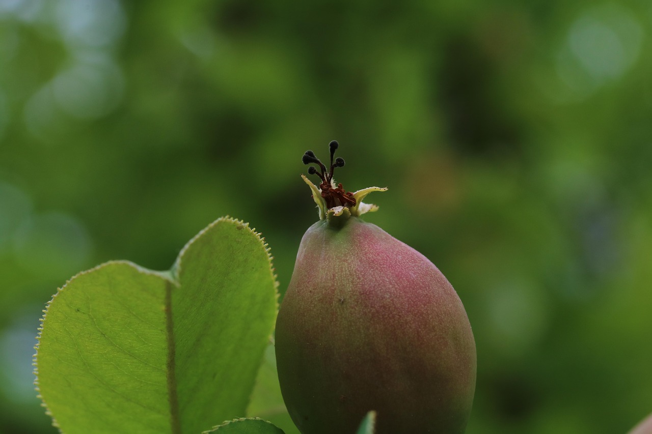 Fruta Árbol Membrillo - Foto gratis en Pixabay - Pixabay
