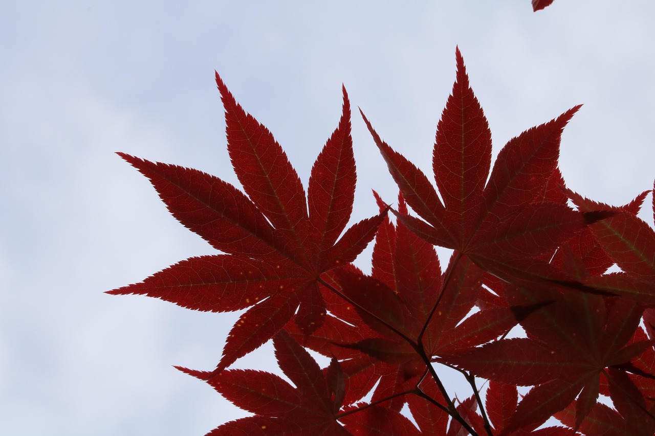 Hojas De Otoño Rojo Planta - Foto gratis en Pixabay - Pixabay