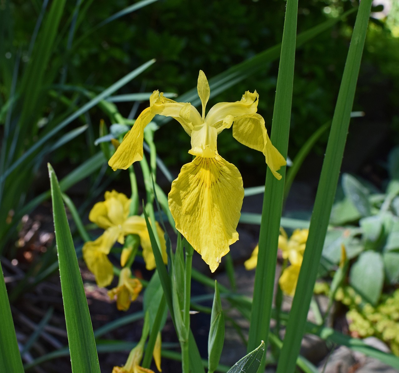 Yellow Flag Isis Iris Flower - Free photo on Pixabay - Pixabay