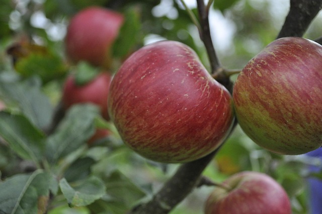 Verger Pomme Arbre De - Photo gratuite sur Pixabay - Pixabay