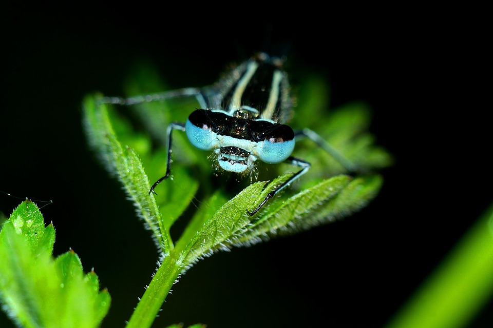 Libelle Insekt Closeup - Kostenloses Foto auf Pixabay