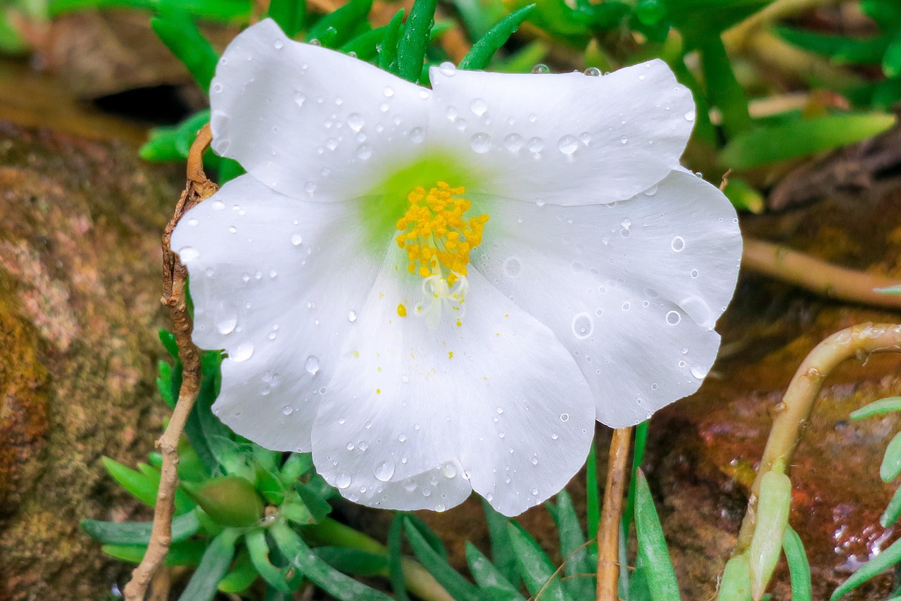 Flower Bloom Plant - Free photo on Pixabay - Pixabay