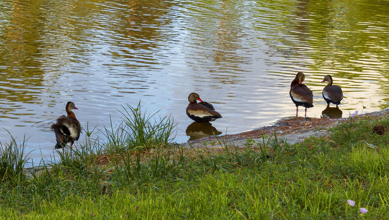 Pato Aves Acuáticas Estanque - Foto gratis en Pixabay - Pixabay