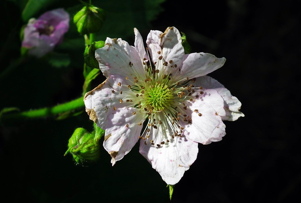 Flower Blackberry Bush - Free photo on Pixabay