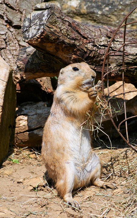 Prairie Dog Rodent - Free photo on Pixabay - Pixabay