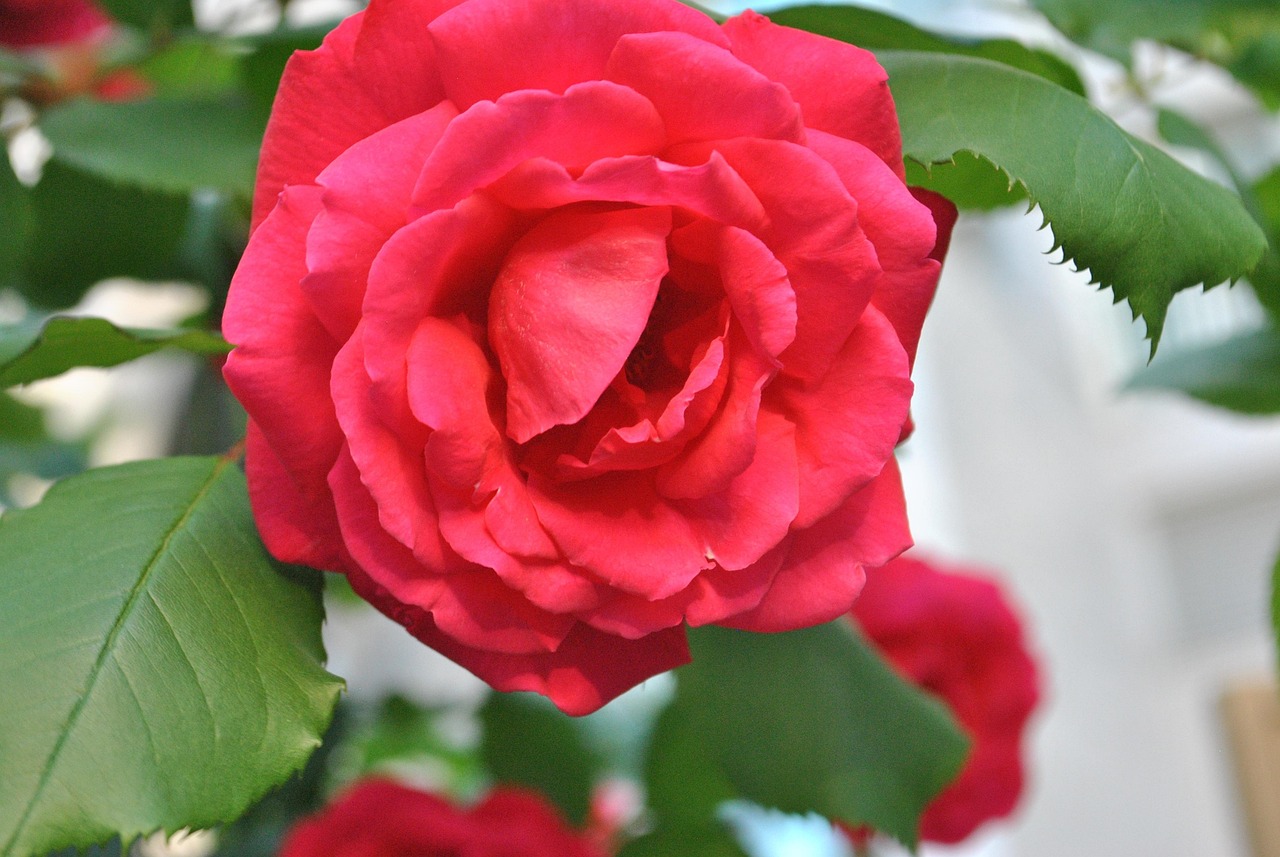 Rosa Rojo Roja - Foto gratis en Pixabay - Pixabay