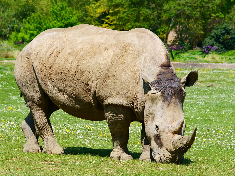 Rhino Rhinoceros Animal - Free photo on Pixabay - Pixabay