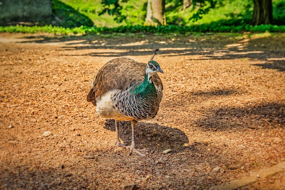 Peacock Female Bird - Free photo on Pixabay - Pixabay