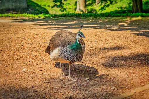 50+ Free Peacock Female & Peahen Images - Pixabay