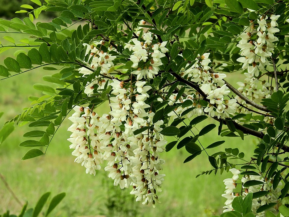 Acacia Flowering Spring - Free photo on Pixabay