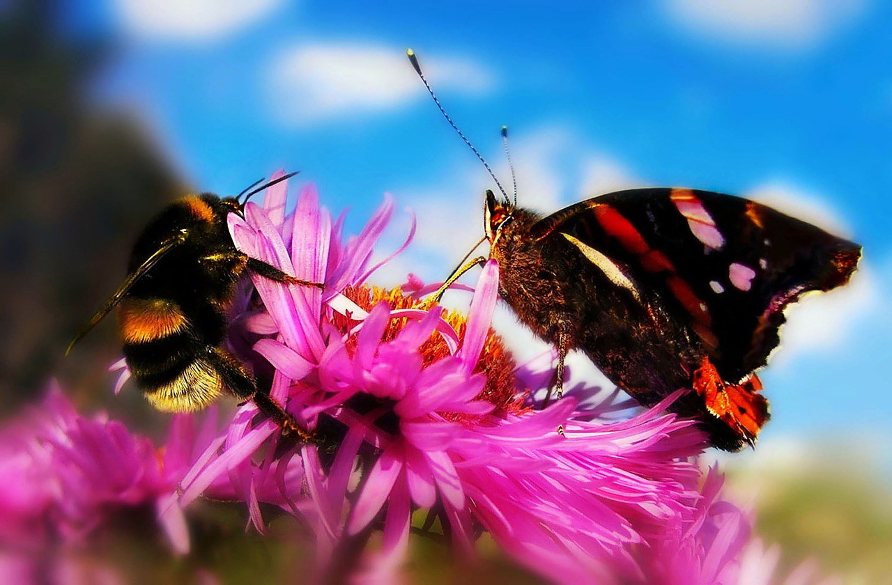 3,000+ Free Bumblebee & Nature Images - Pixabay