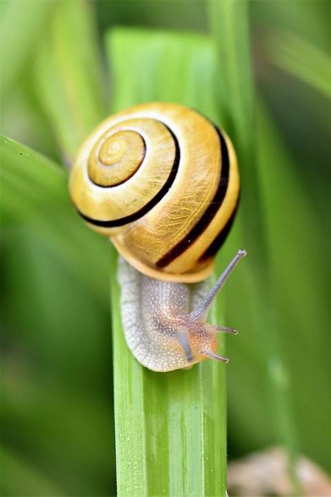 Escargot Animal Créature La - Photo gratuite sur Pixabay