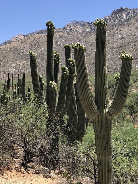Saguaro Floreciente Cactus - Foto gratis en Pixabay - Pixabay
